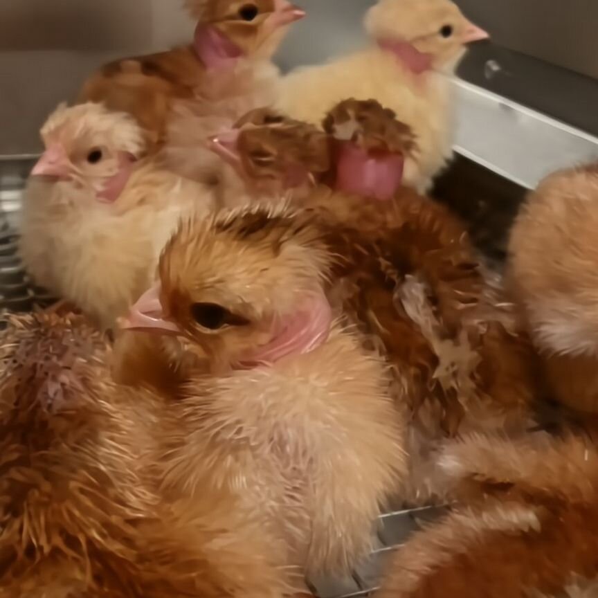 Цыплята цветной бройлер