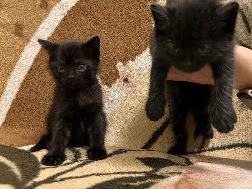 Котята