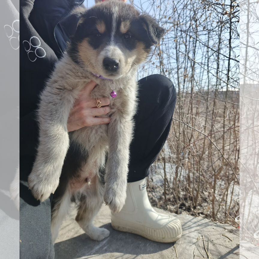 Щенок в добрые руки