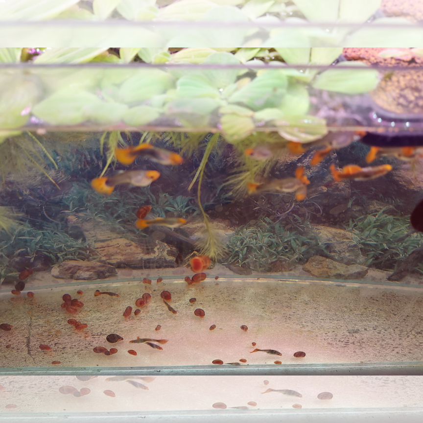 Гуппи Кои Ред