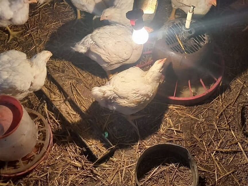 Куры бройлеры