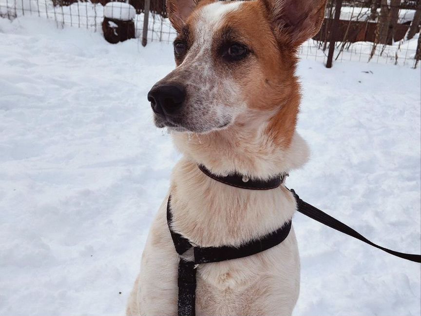 Милая Веснушка ищет Человека