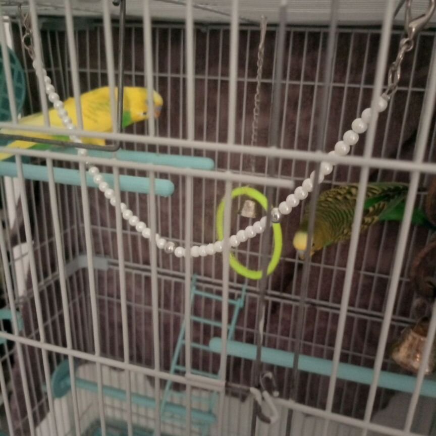 2 - Волнистых попугайчика с 2 этажной клеткой
