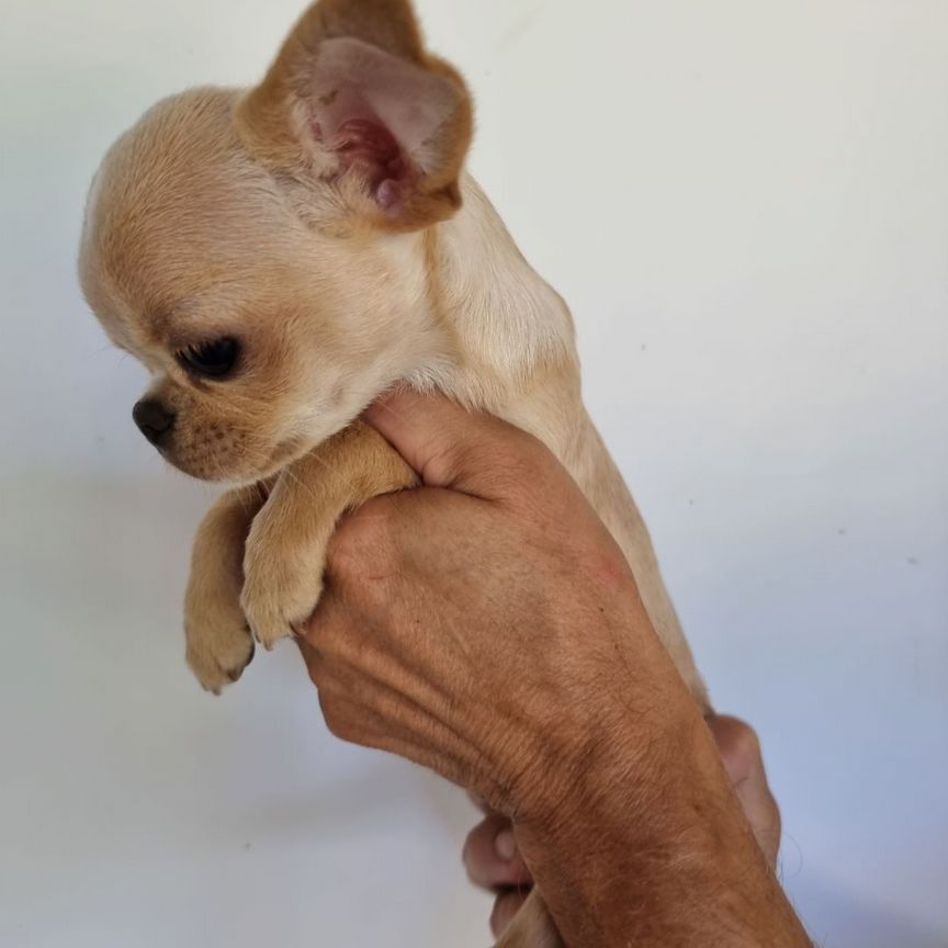 Кремовый курносый мальчик чихуа