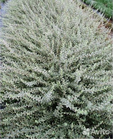 Ива ползучая Серебристая купить в Москве | Товары для дома и дачи | Авито