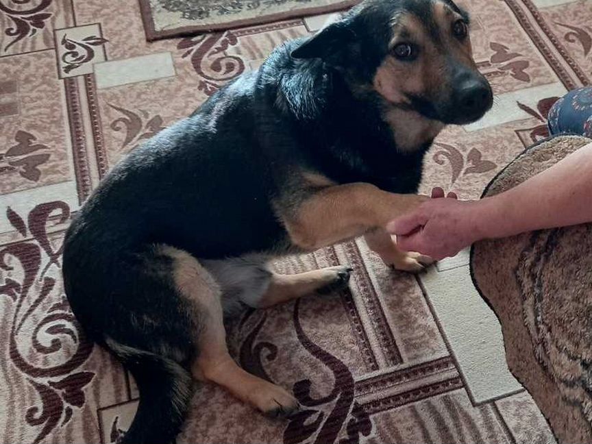 Миша ищет дом