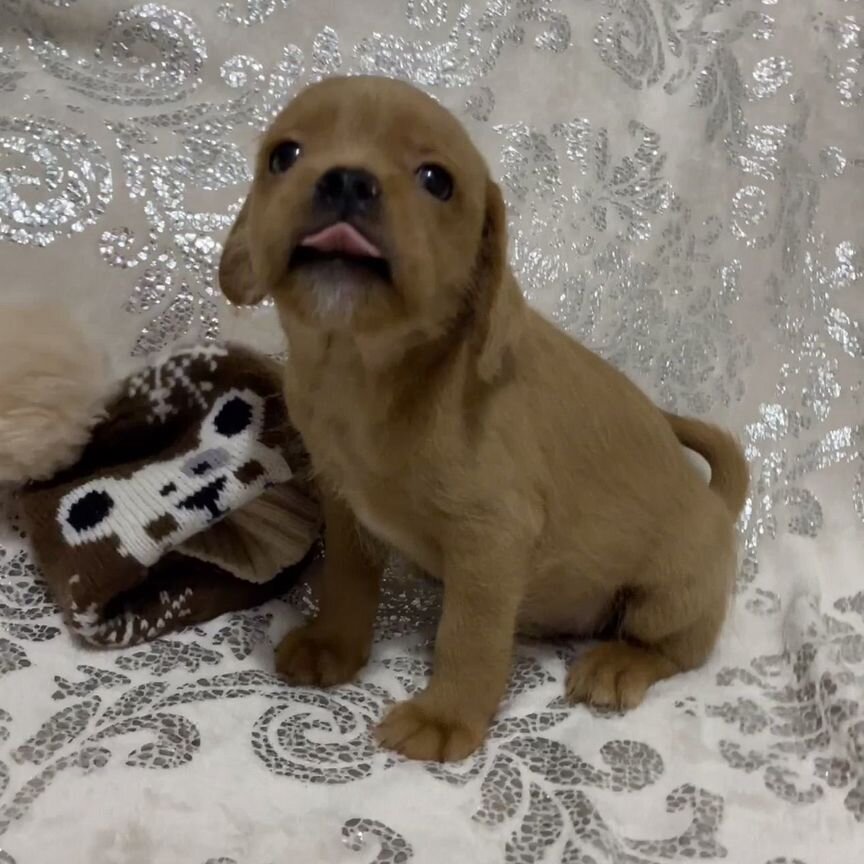 Мандаринчик пагапу мальчик