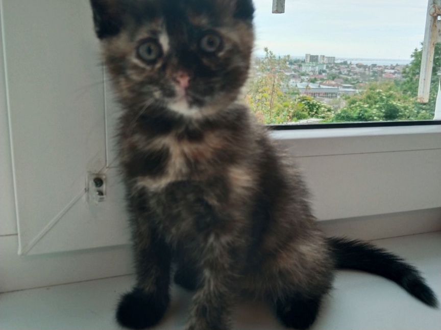 Котенок Домино