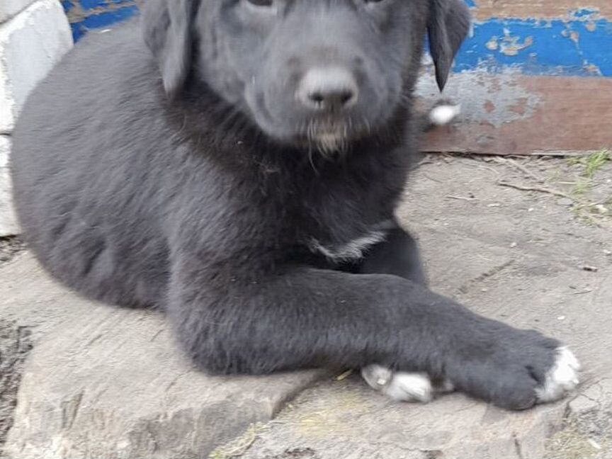 Щенки в добрые руки