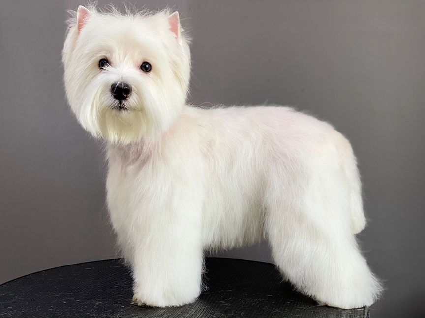 Вязка.Кобель,возраст 1,3 год.Родословная,документы