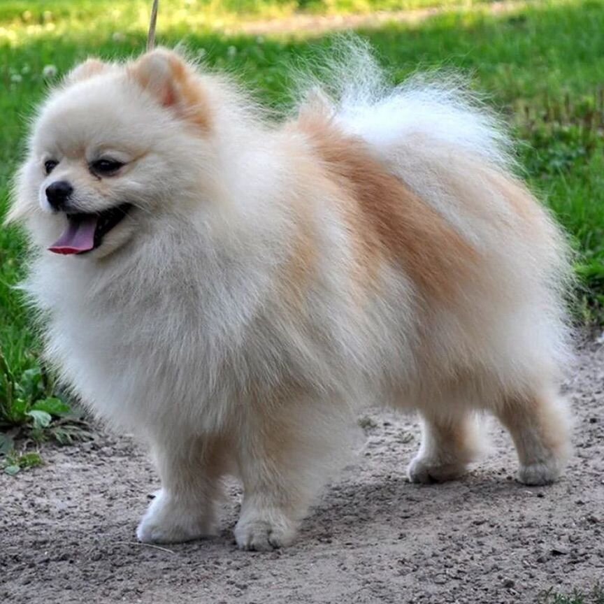 Померанский шпиц, щенок