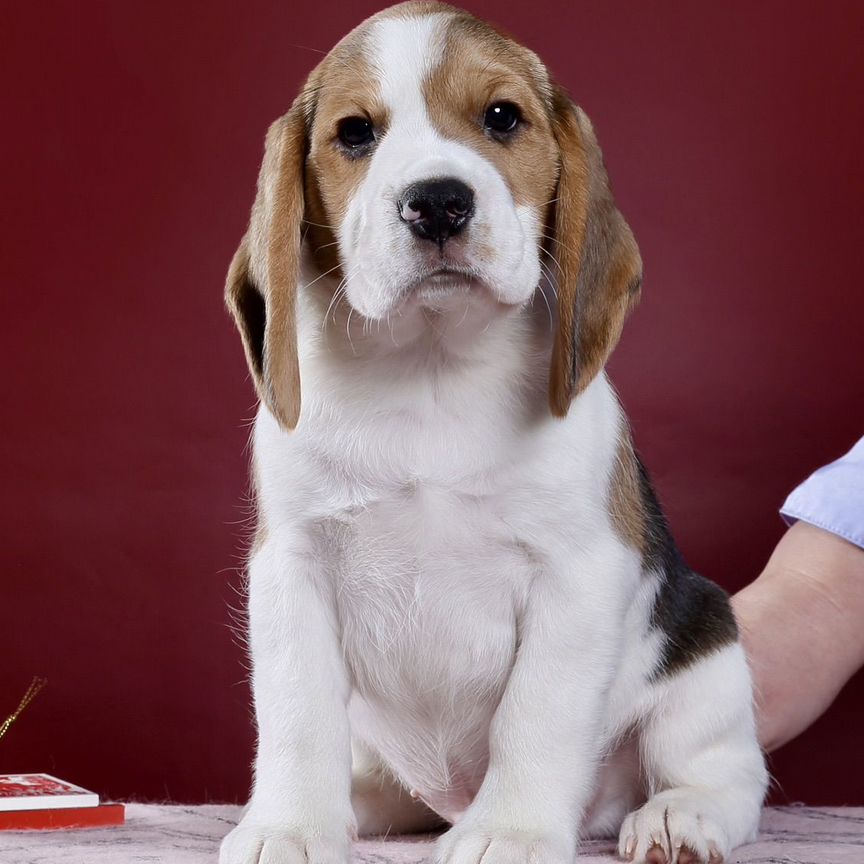 Бигль, щенок