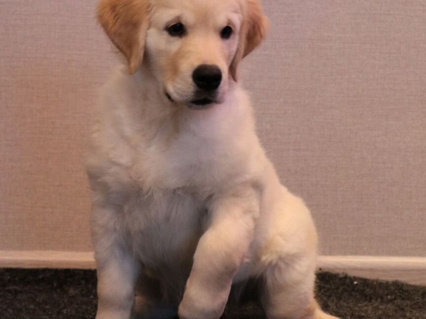 Щенки голдена, РКФ