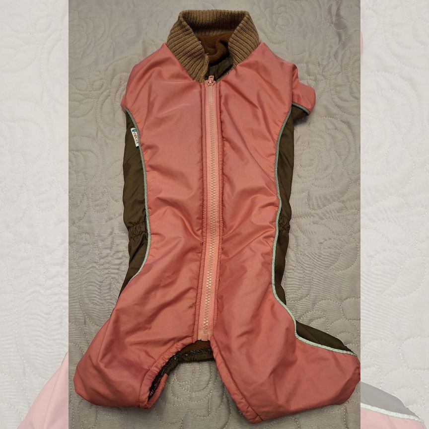 Такса, взрослая собака