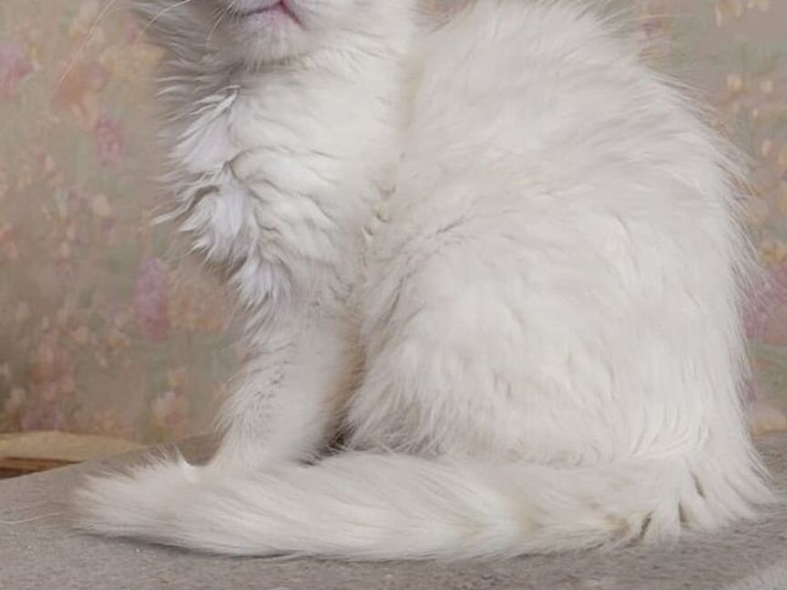 Котята мейн-кун