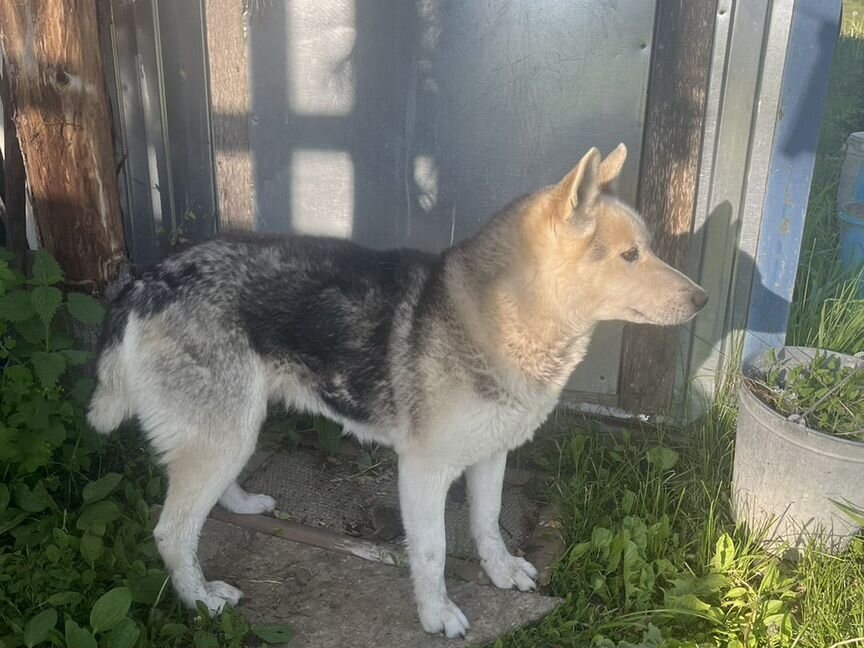 Прибилась собака на даче