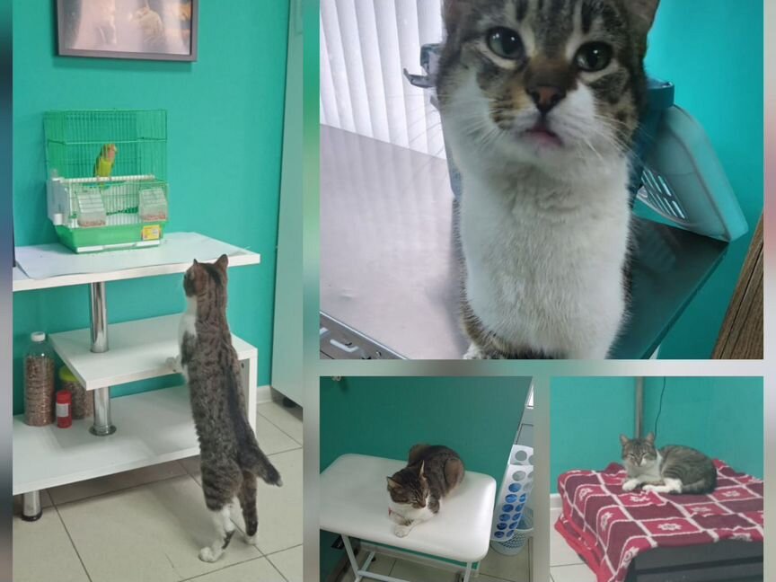 Кот ищет дом
