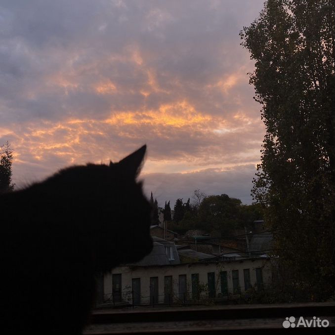 Отдам кота в добрые руки. Ласковый,игривый