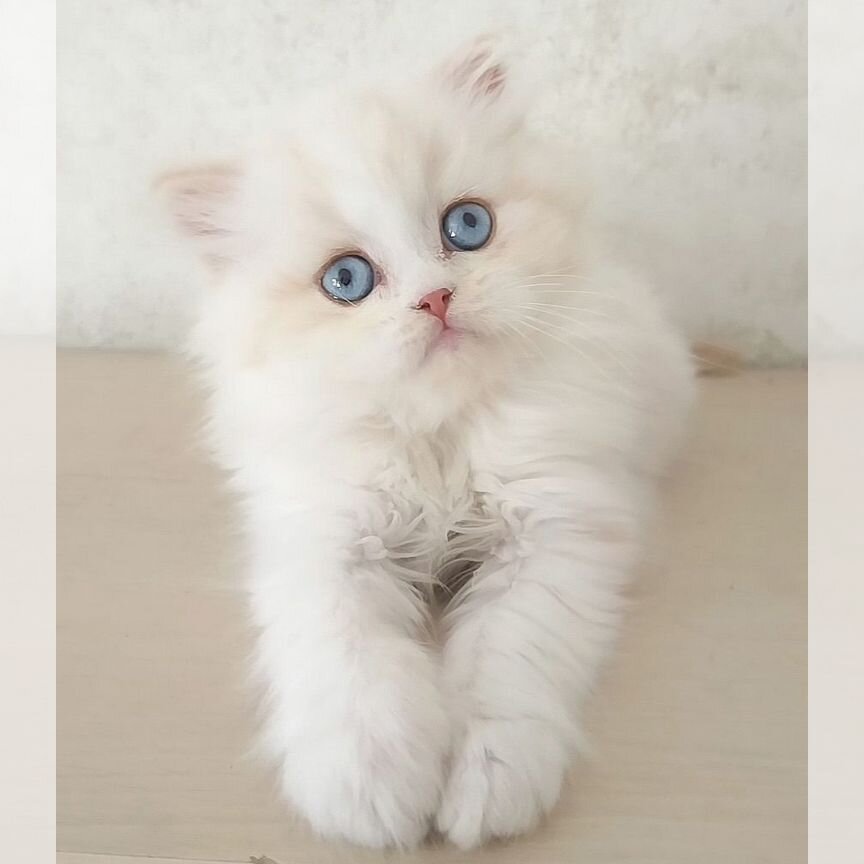 Голубоглазый блондин