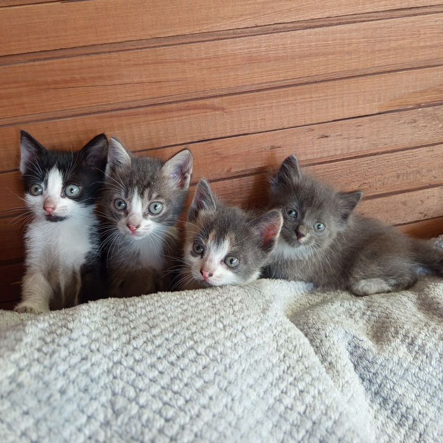 Отдам котят в добрые руки