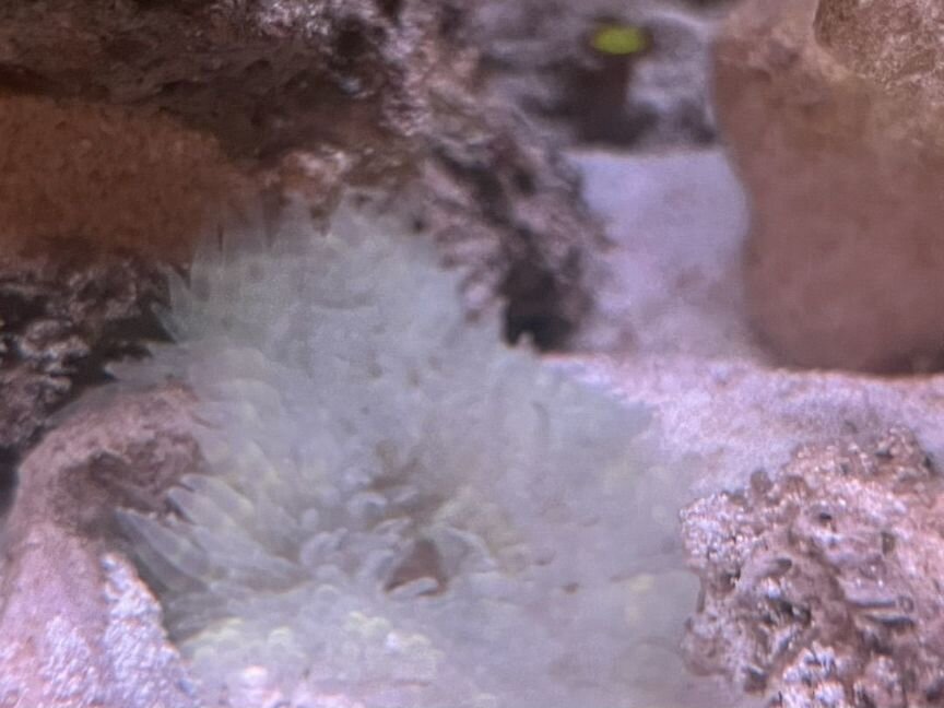 Актиния в морской аквариум