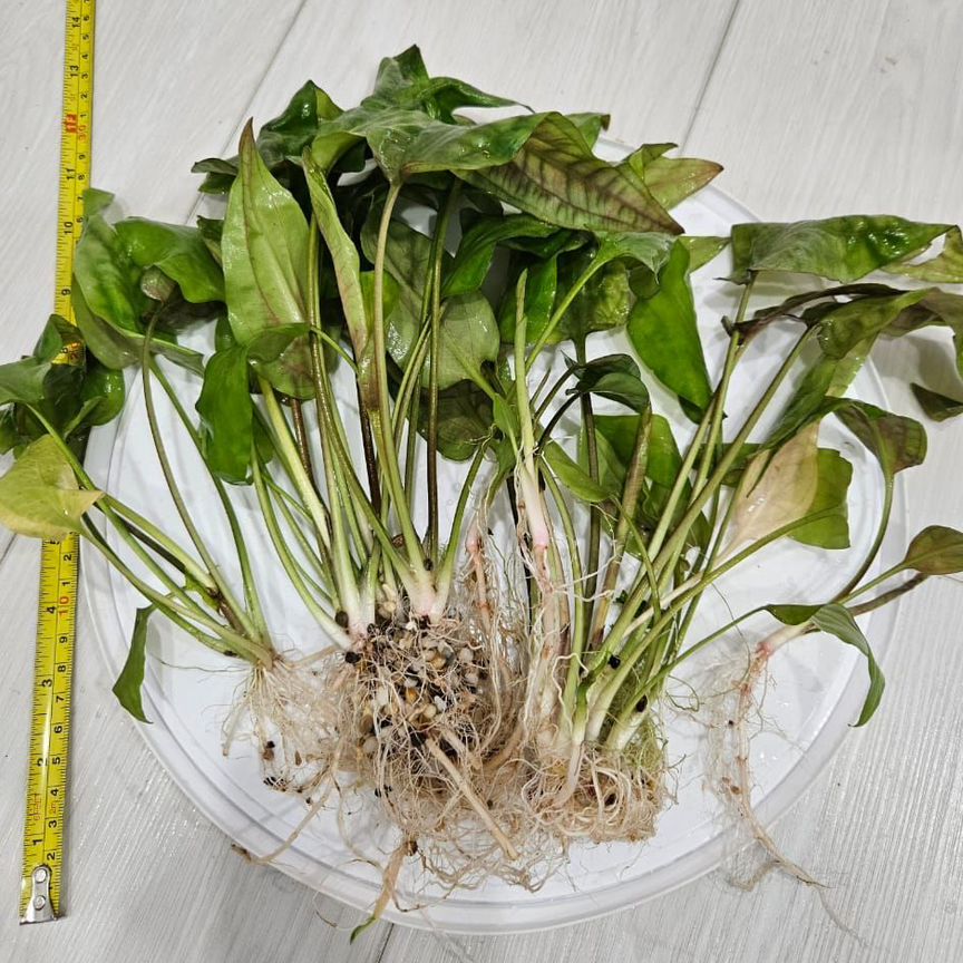 Аквариумные растения