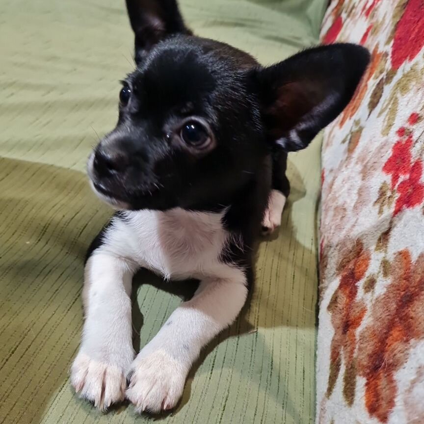 Чихуахуа, щенок