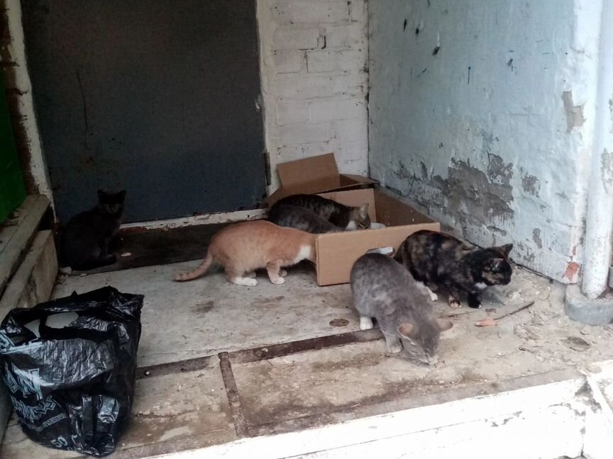 Котята в добрые руки бесплатно