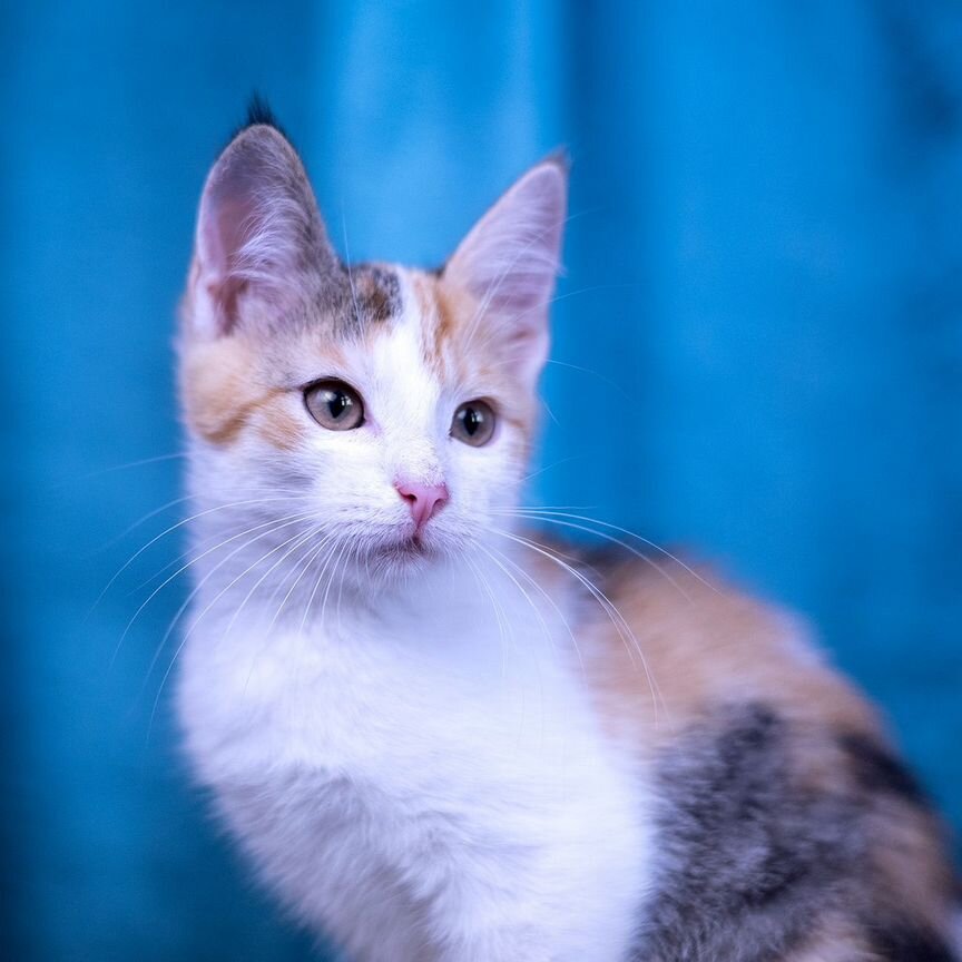 Трехцветные котята