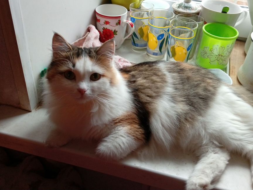 Кошка бесплатно