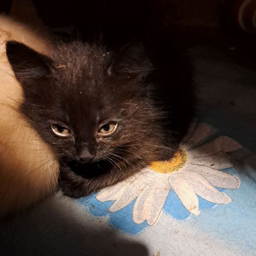 Милый Котёнок Изюминка