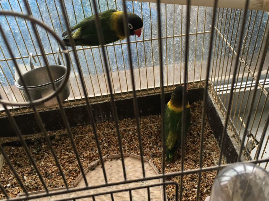 Отдам в добрые руки попугаев неразлучников