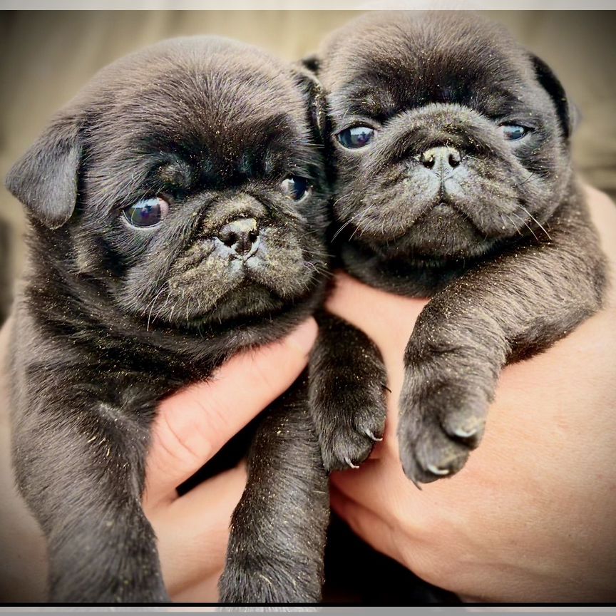 Мопс, щенок