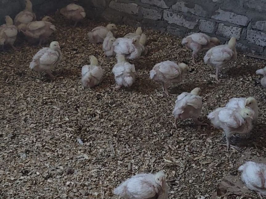 21- дневные цыплята бройлеры кобб 500 (испания)