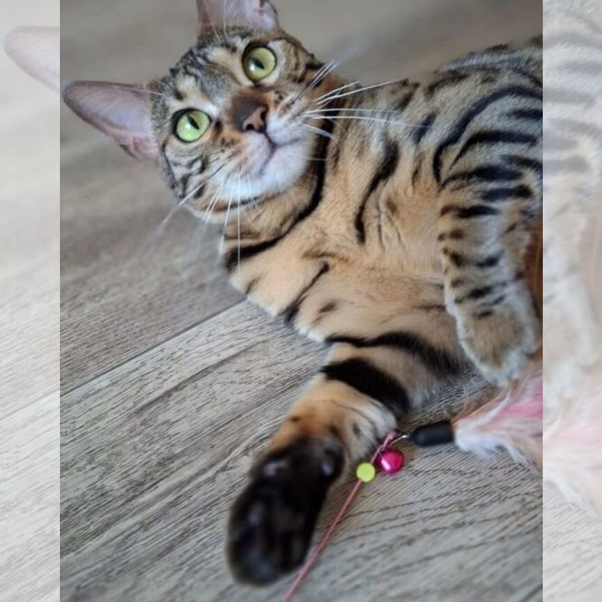 Бенгальская, взрослая кошка