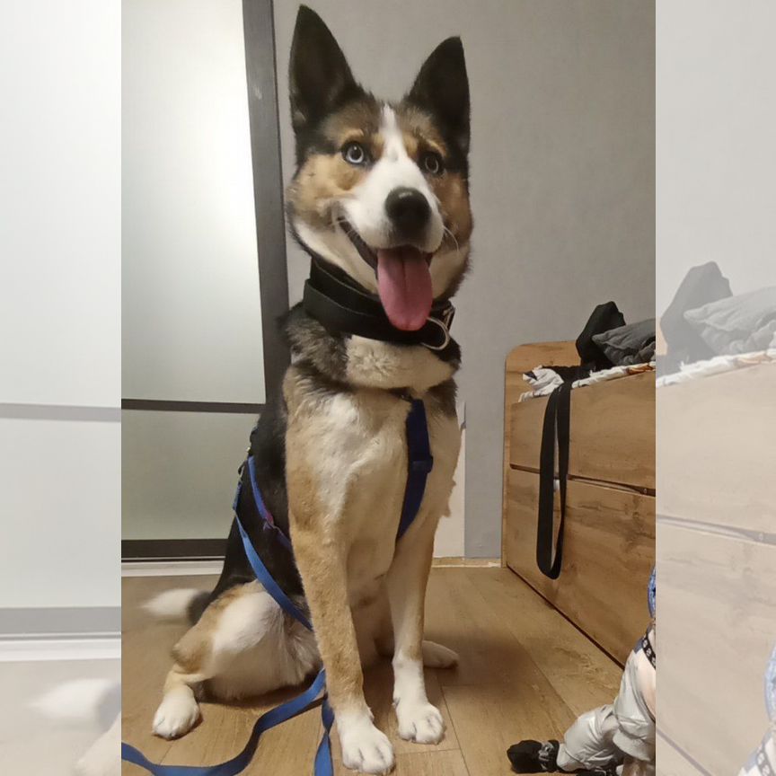 Сибирский хаски, взрослая собака