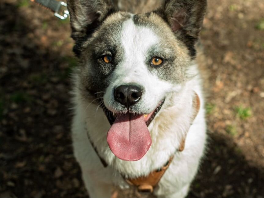 Маленькая собачка в добрые руки