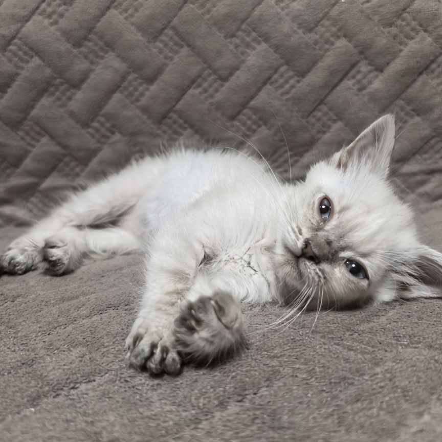 Невский маскарадный котёнок