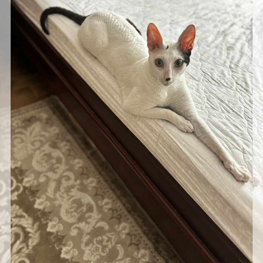 Отдам бесплатно кота породы корниш- рекс