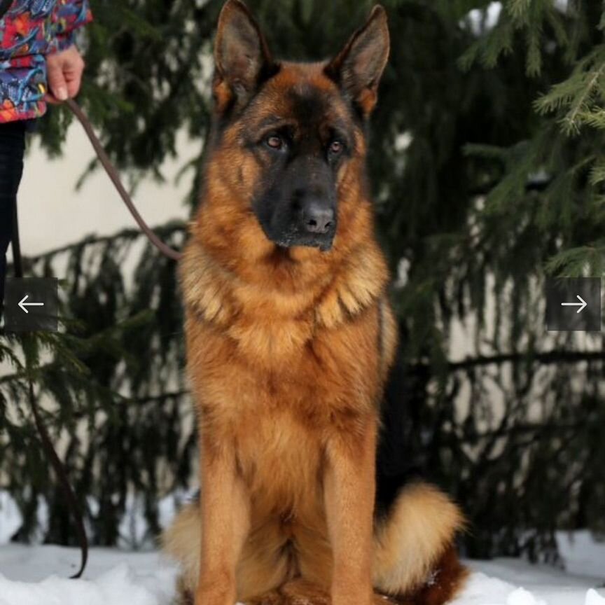 Немецкая овчарка щенки от 5 декабря