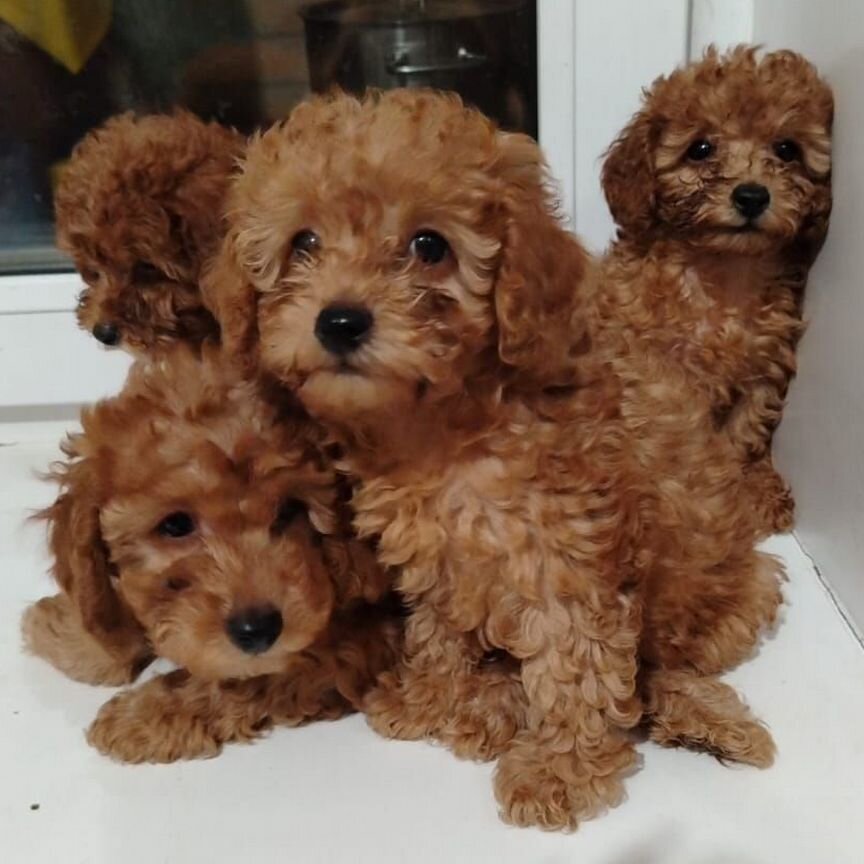 Той-пудель, щенок