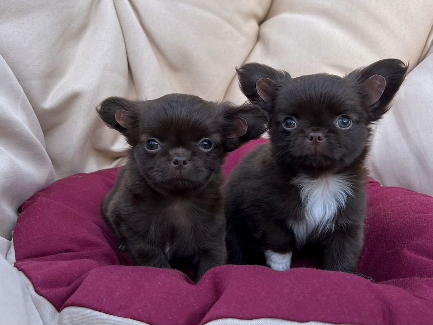 Шоколадные малышки чихуахуа