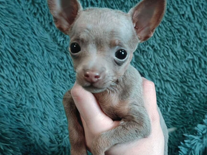 Крошечный тойчик миник