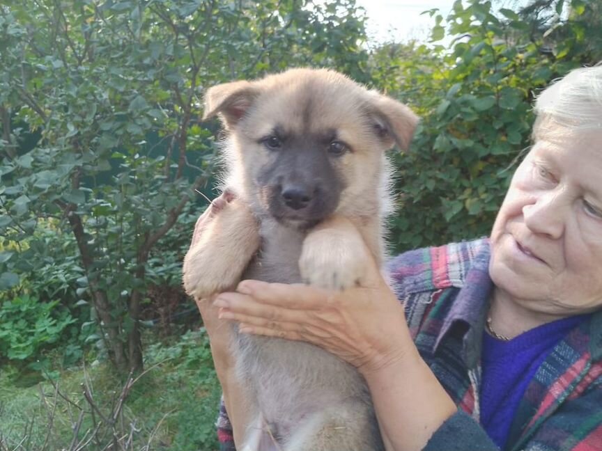 Щенку нужен дом