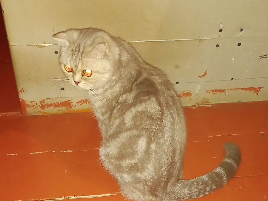 Шотландская