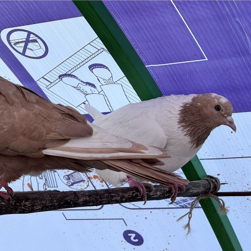 Голуби желтоголовые