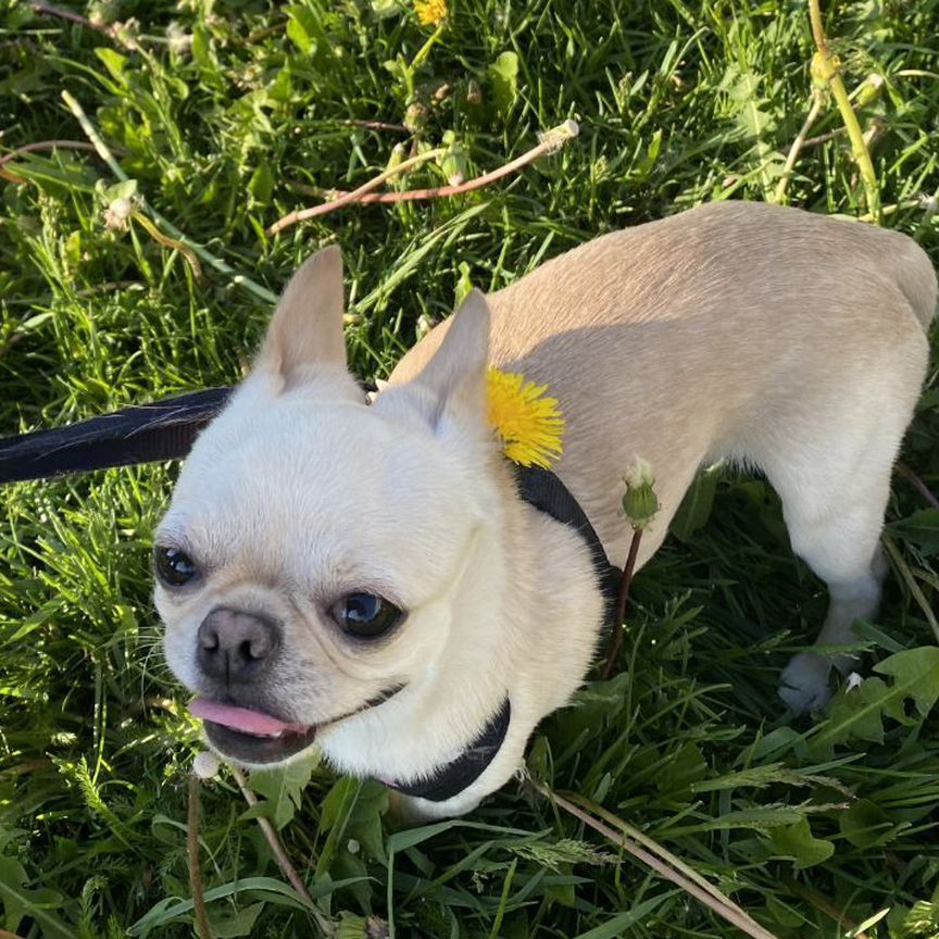 Чихуахуа, взрослый пёс