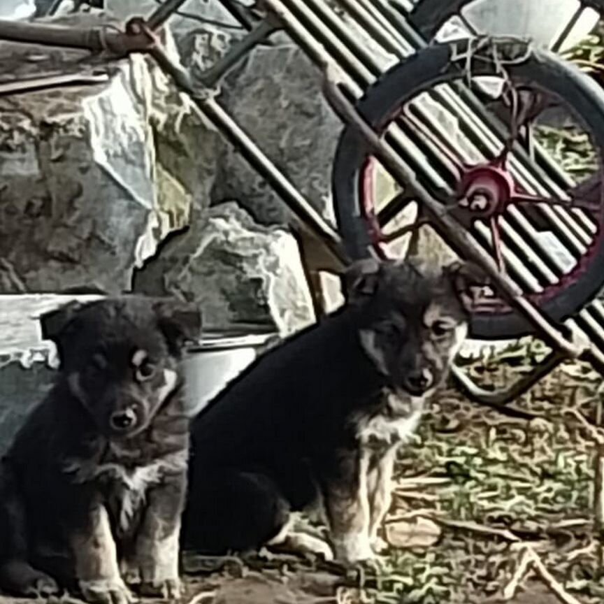 Щенок в добрые руки