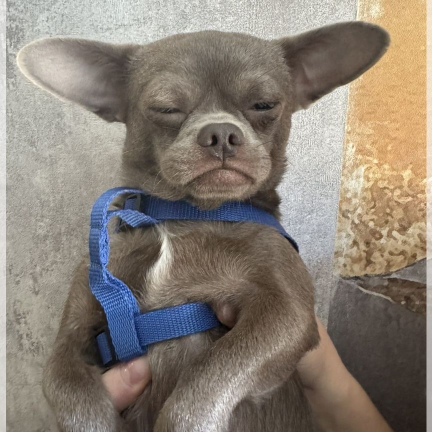 Чихуахуа, вязка