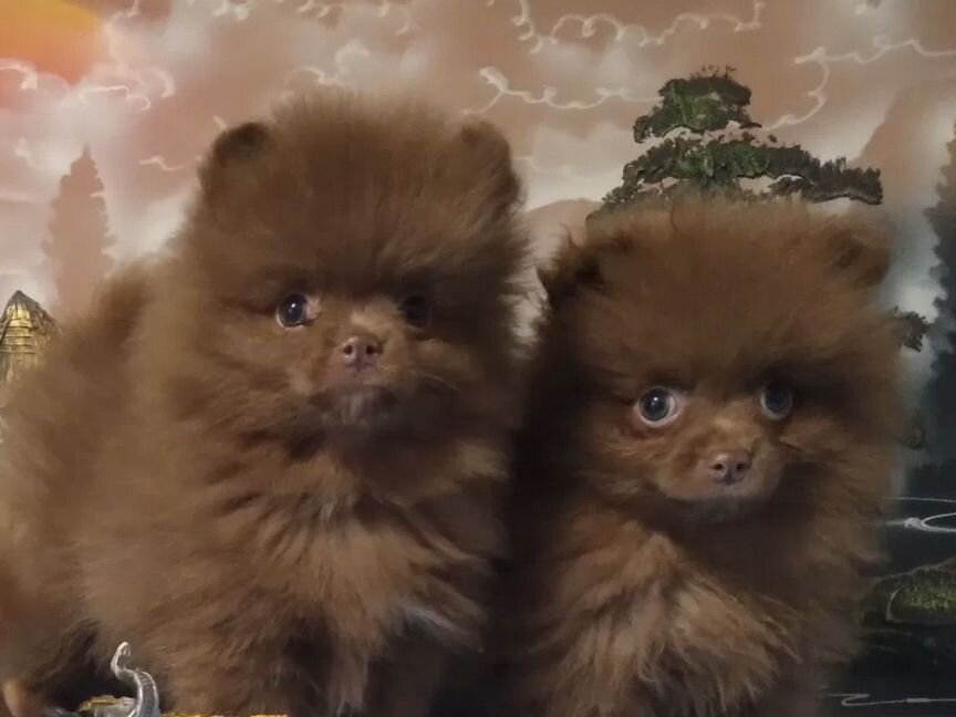 Померанский шпиц мини